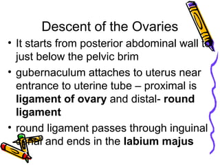 Anatomy of Reproductive System | PPT