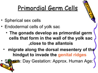 Anatomy of Reproductive System | PPT