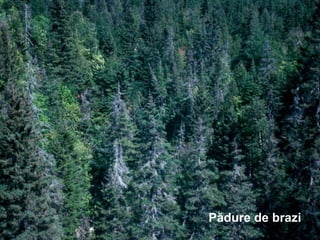 0 padurea | PPS