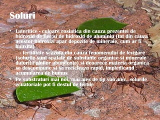 0 padurile ecuatoriale.ppt geografie lectie | PPT
