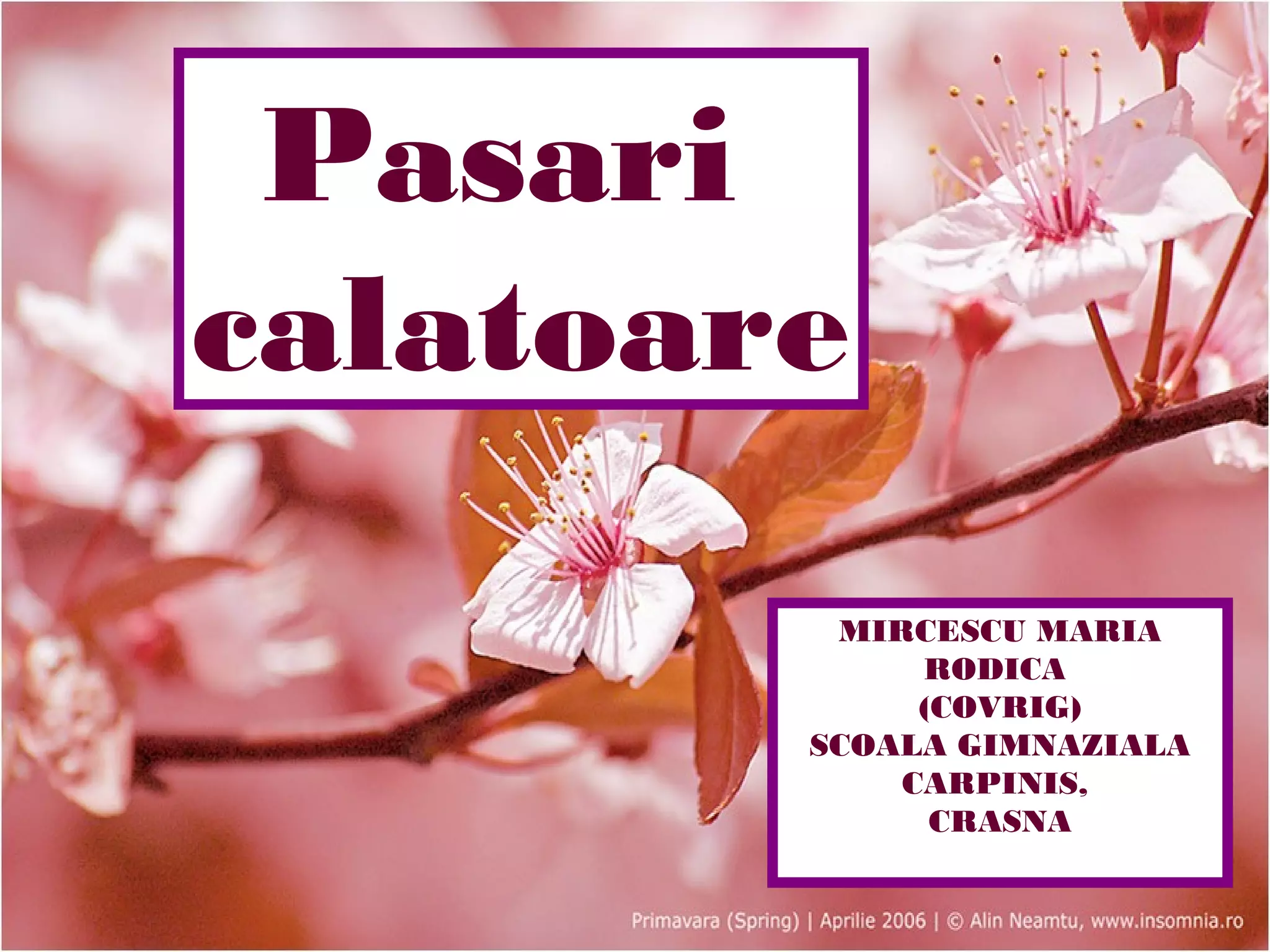 Pasari calatoare | PPT