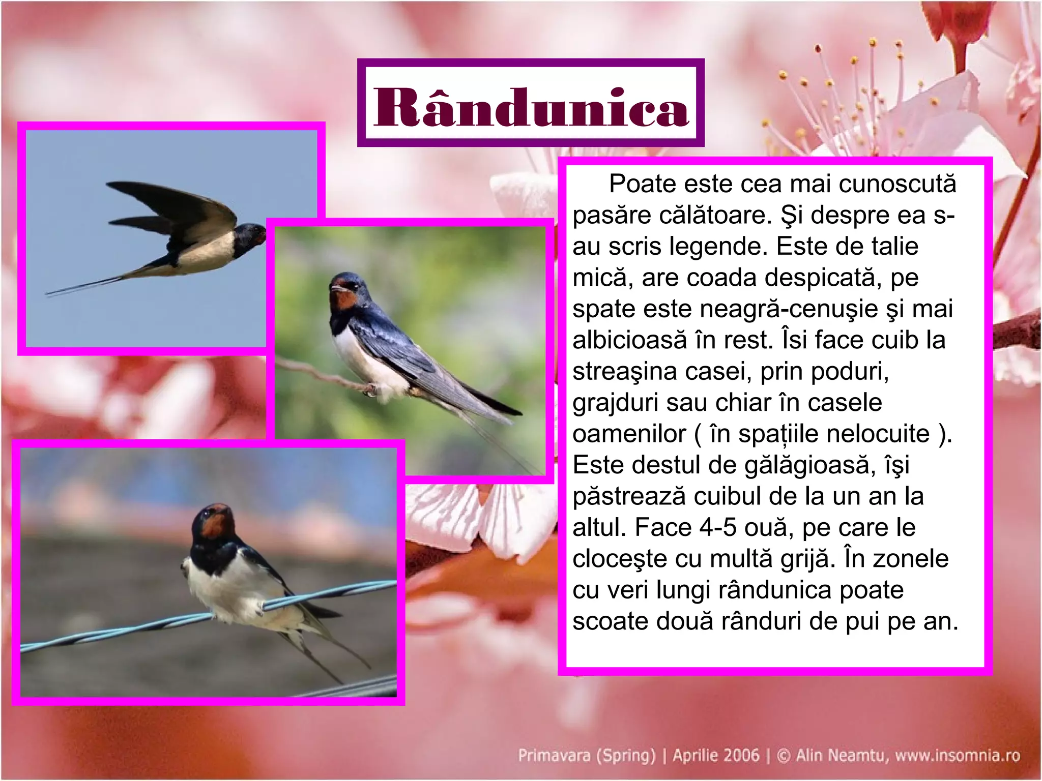 Pasari calatoare | PPT