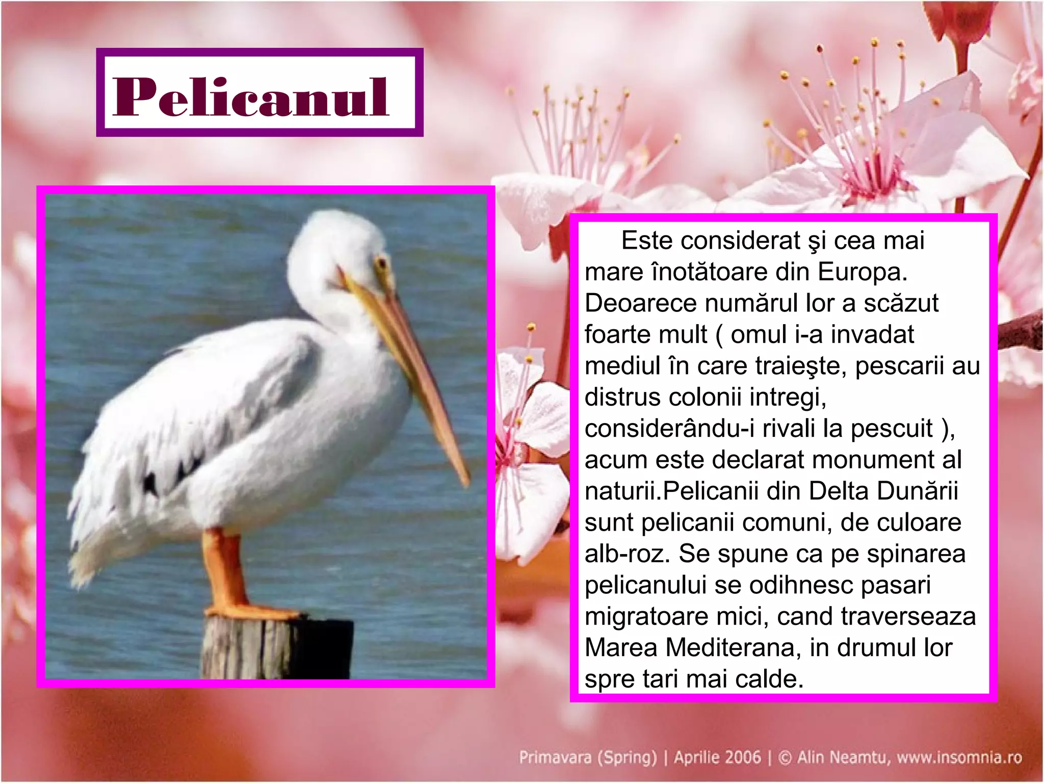 Pasari calatoare | PPT