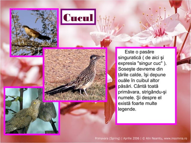 Pasari calatoare | PPT