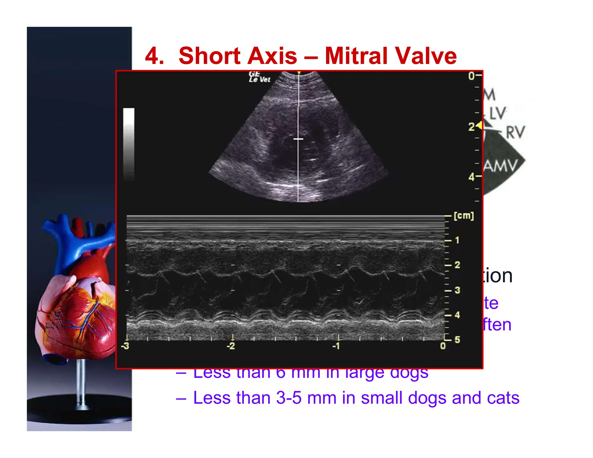 0PowerPoint- focused Echocardiography.pdf