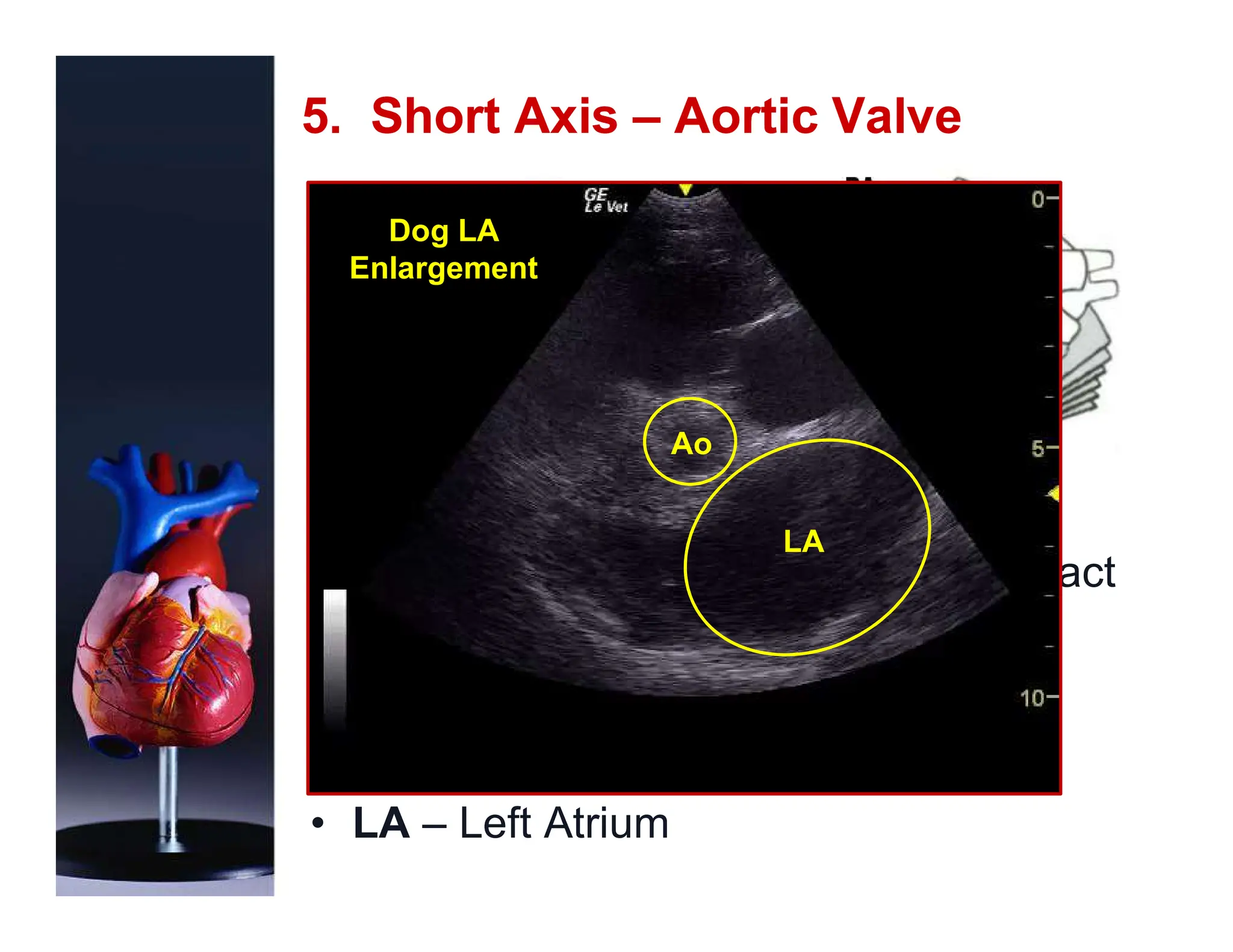 0PowerPoint- focused Echocardiography.pdf