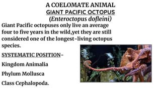 0_Presentation of A Coelomate & a Non Coelomate Animal 2.pptx