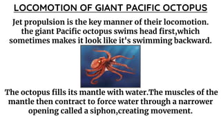 0_Presentation of A Coelomate & a Non Coelomate Animal 2.pptx