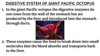 0_Presentation of A Coelomate & a Non Coelomate Animal 2.pptx