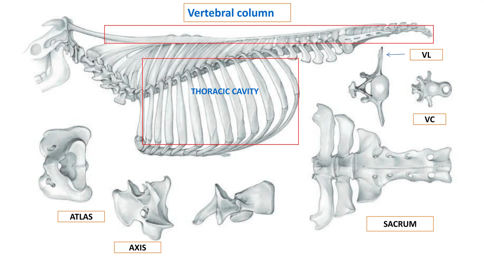 9-Axial_skeleton_the_ribs_and_sternum.pdf