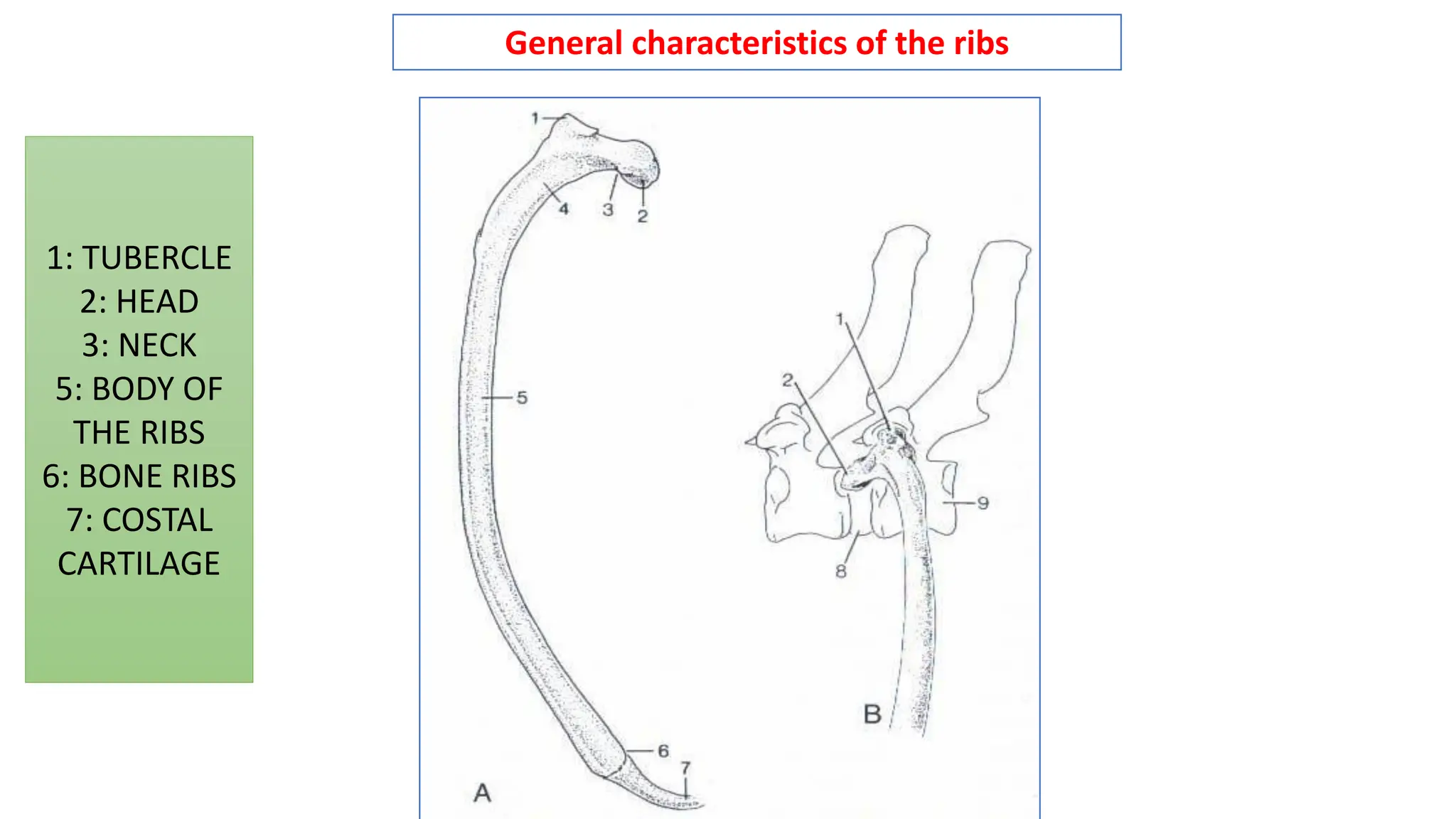 9-Axial_skeleton_the_ribs_and_sternum.pdf