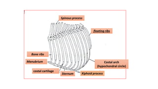 9-Axial_skeleton_the_ribs_and_sternum.pdf