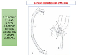 9-Axial_skeleton_the_ribs_and_sternum.pdf