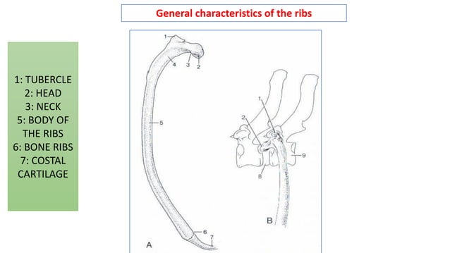 9-Axial_skeleton_the_ribs_and_sternum.pdf