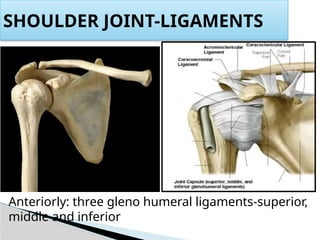 1.Dr.CHITRA shoulder joint anatomy pg PowerPoint | PPTX