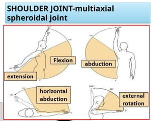 1.Dr.CHITRA shoulder joint anatomy pg PowerPoint | PPTX