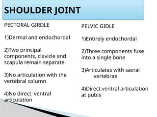 1.Dr.CHITRA shoulder joint anatomy pg PowerPoint | PPTX