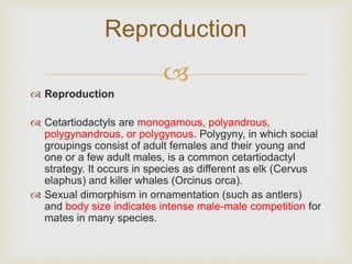 0rder catariodactyla | PPT