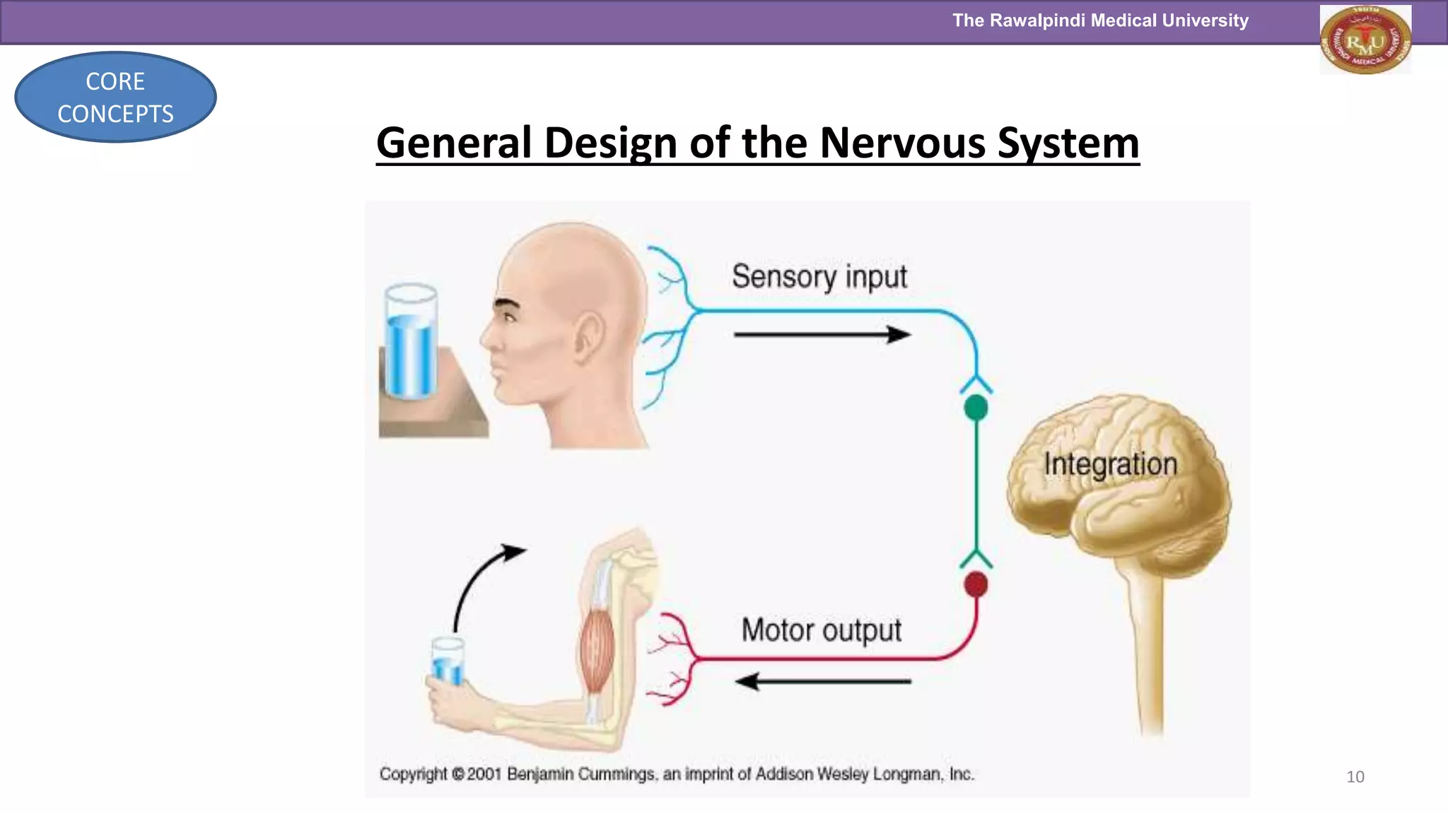 0rganization of nervous system & mechanism of synaptic transmission ...
