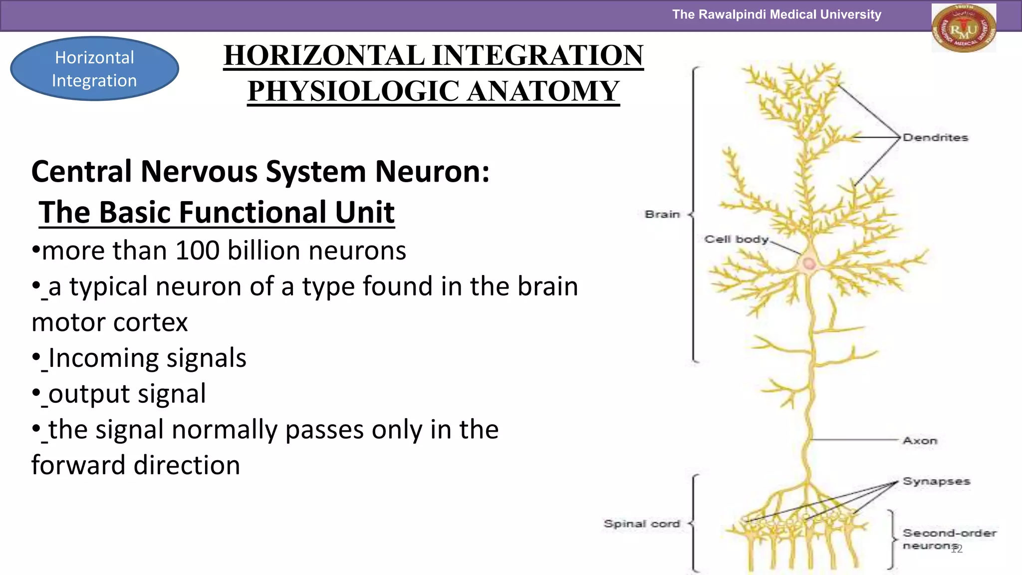0rganization of nervous system & mechanism of synaptic transmission ...