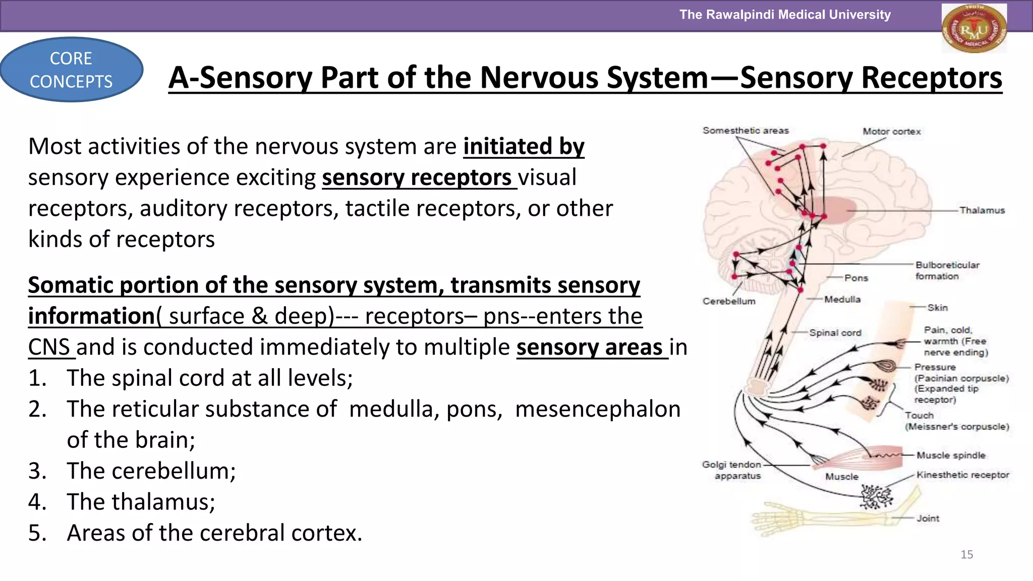 0rganization of nervous system & mechanism of synaptic transmission ...