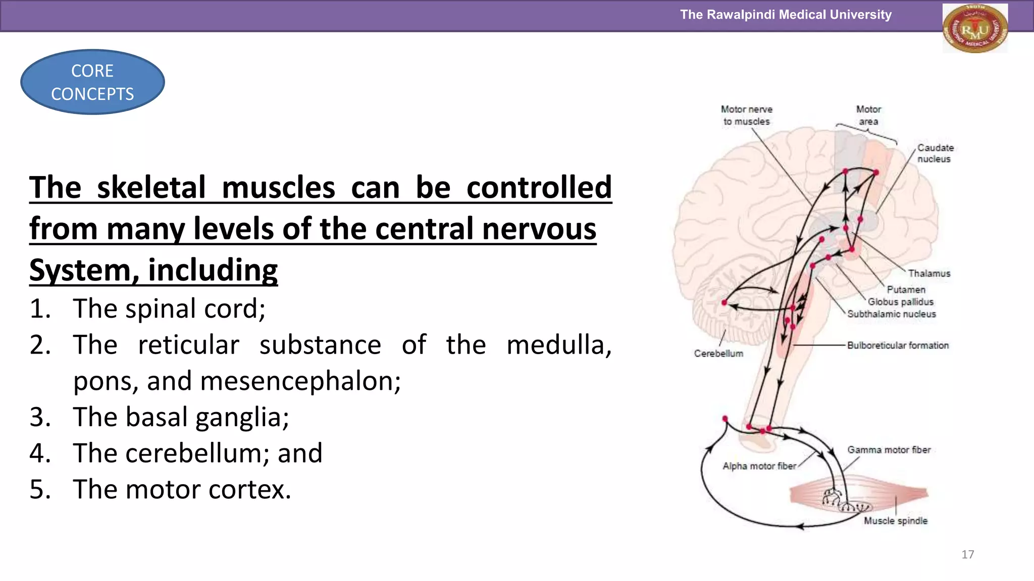 0rganization of nervous system & mechanism of synaptic transmission ...