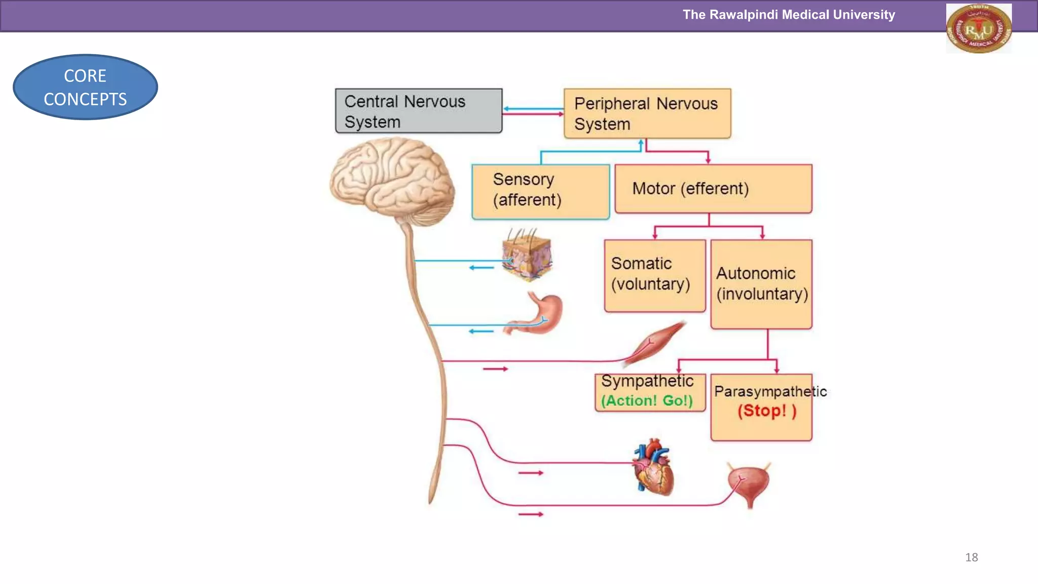 0rganization of nervous system & mechanism of synaptic transmission ...