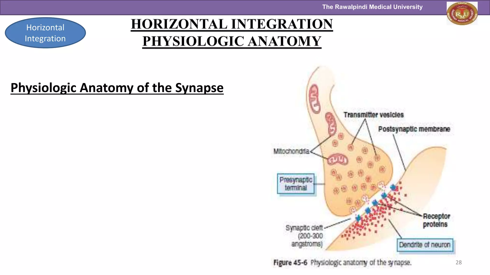 0rganization of nervous system & mechanism of synaptic transmission ...
