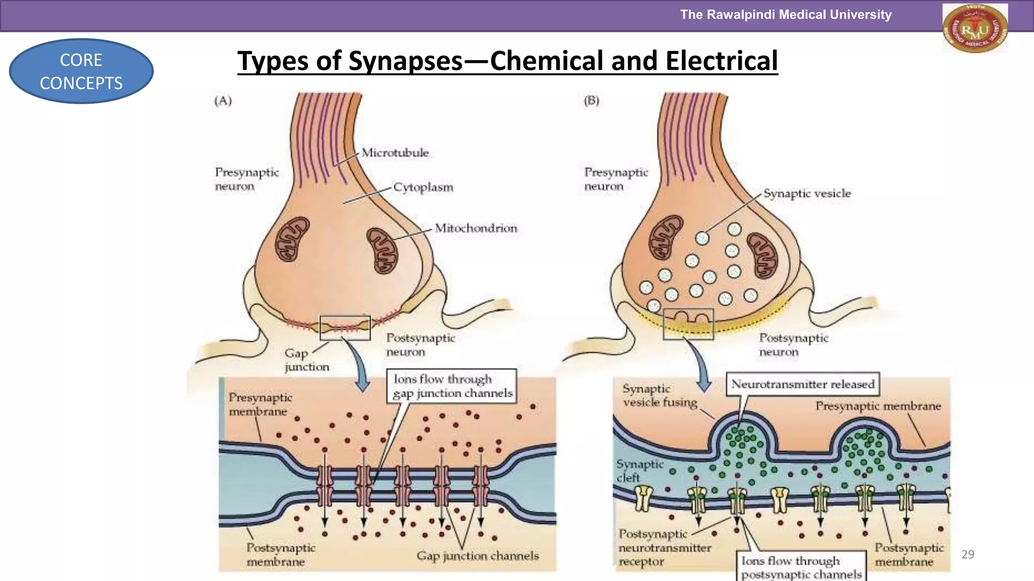 0rganization of nervous system & mechanism of synaptic transmission ...