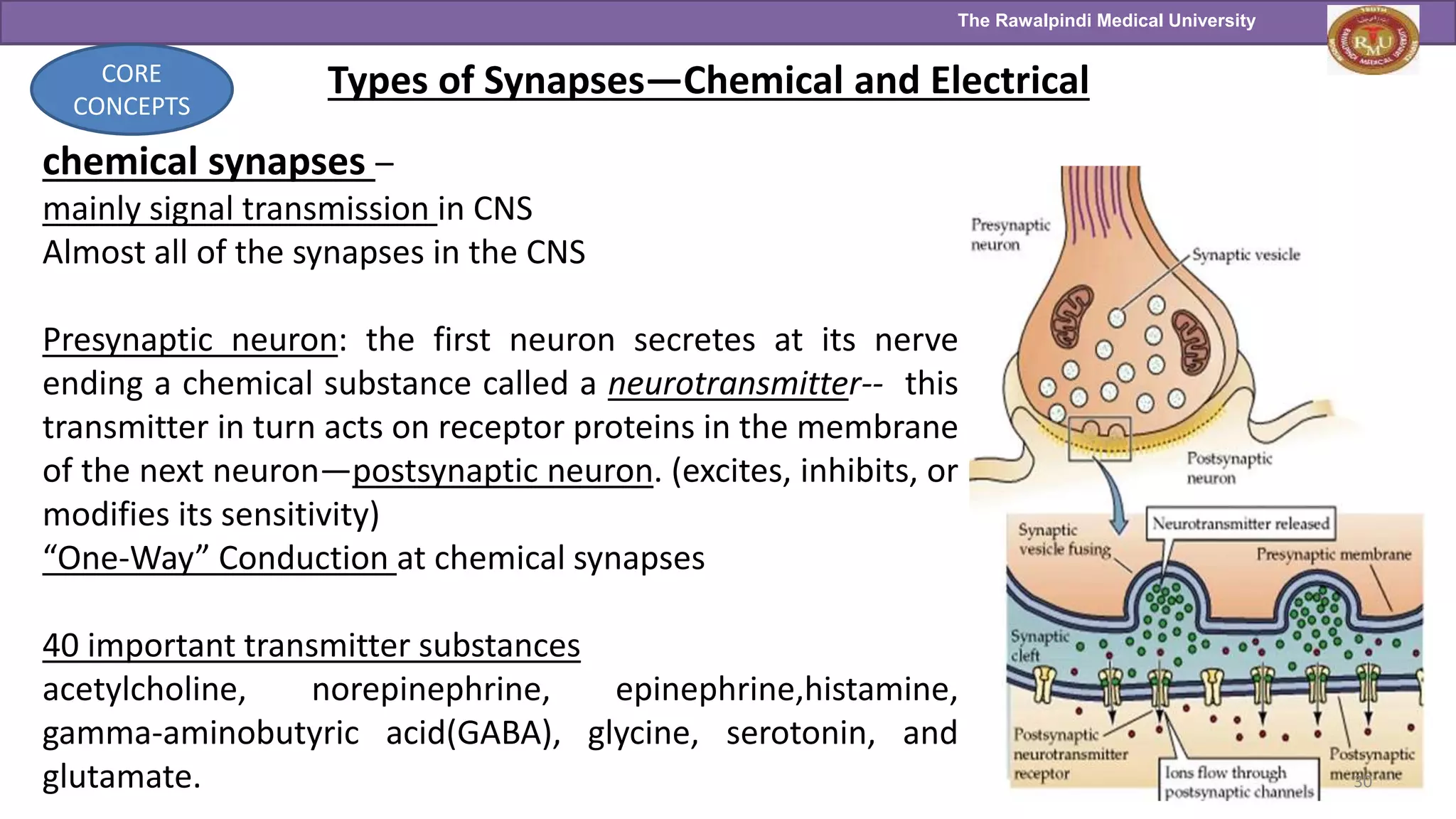 0rganization of nervous system & mechanism of synaptic transmission ...