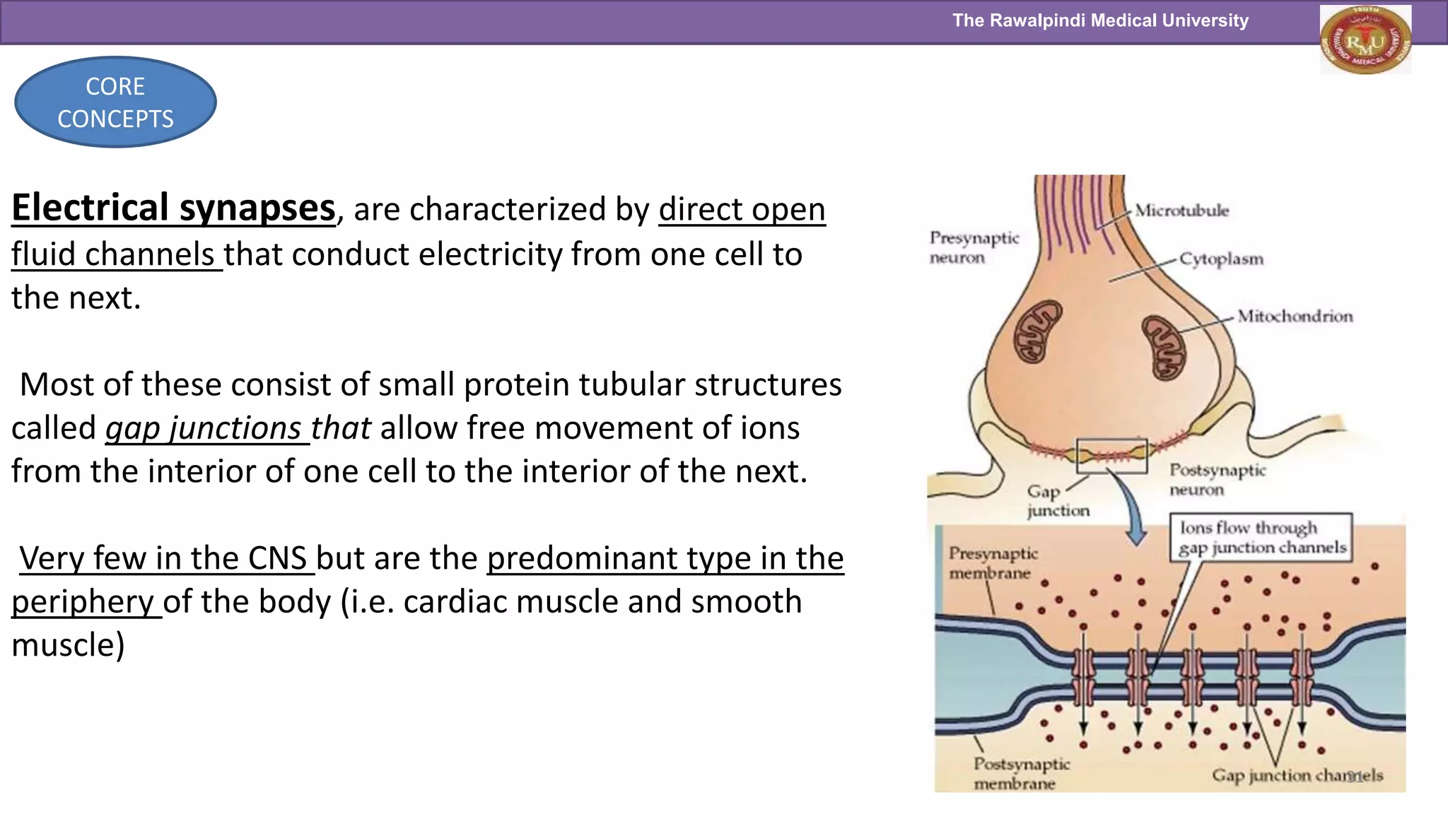 0rganization of nervous system & mechanism of synaptic transmission.pptx | Brain and Nervous ...