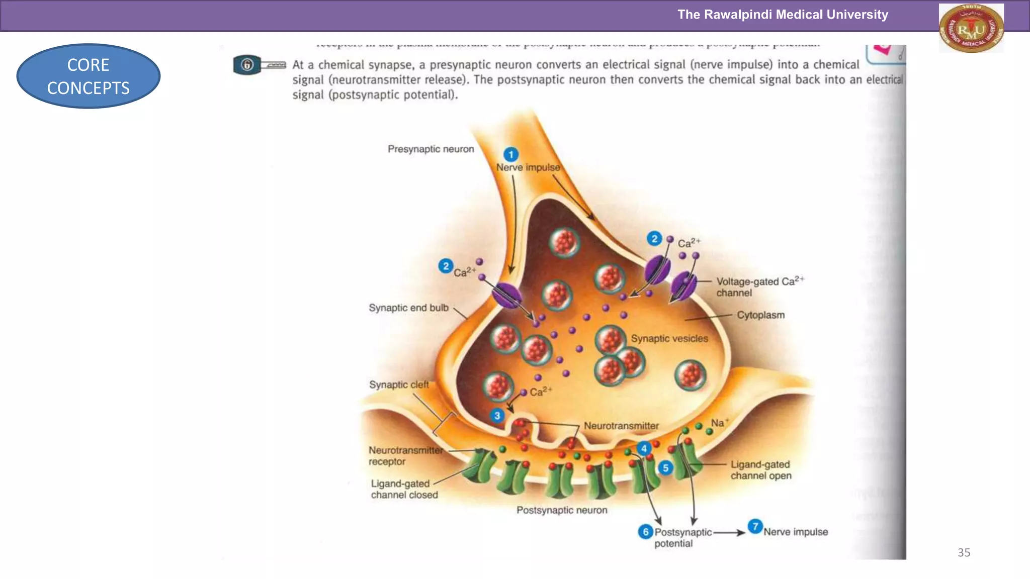 0rganization of nervous system & mechanism of synaptic transmission ...