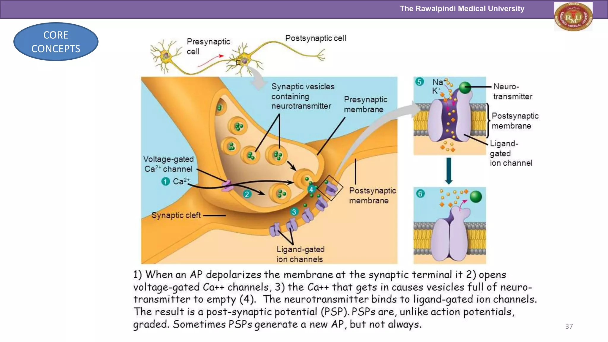 0rganization of nervous system & mechanism of synaptic transmission ...