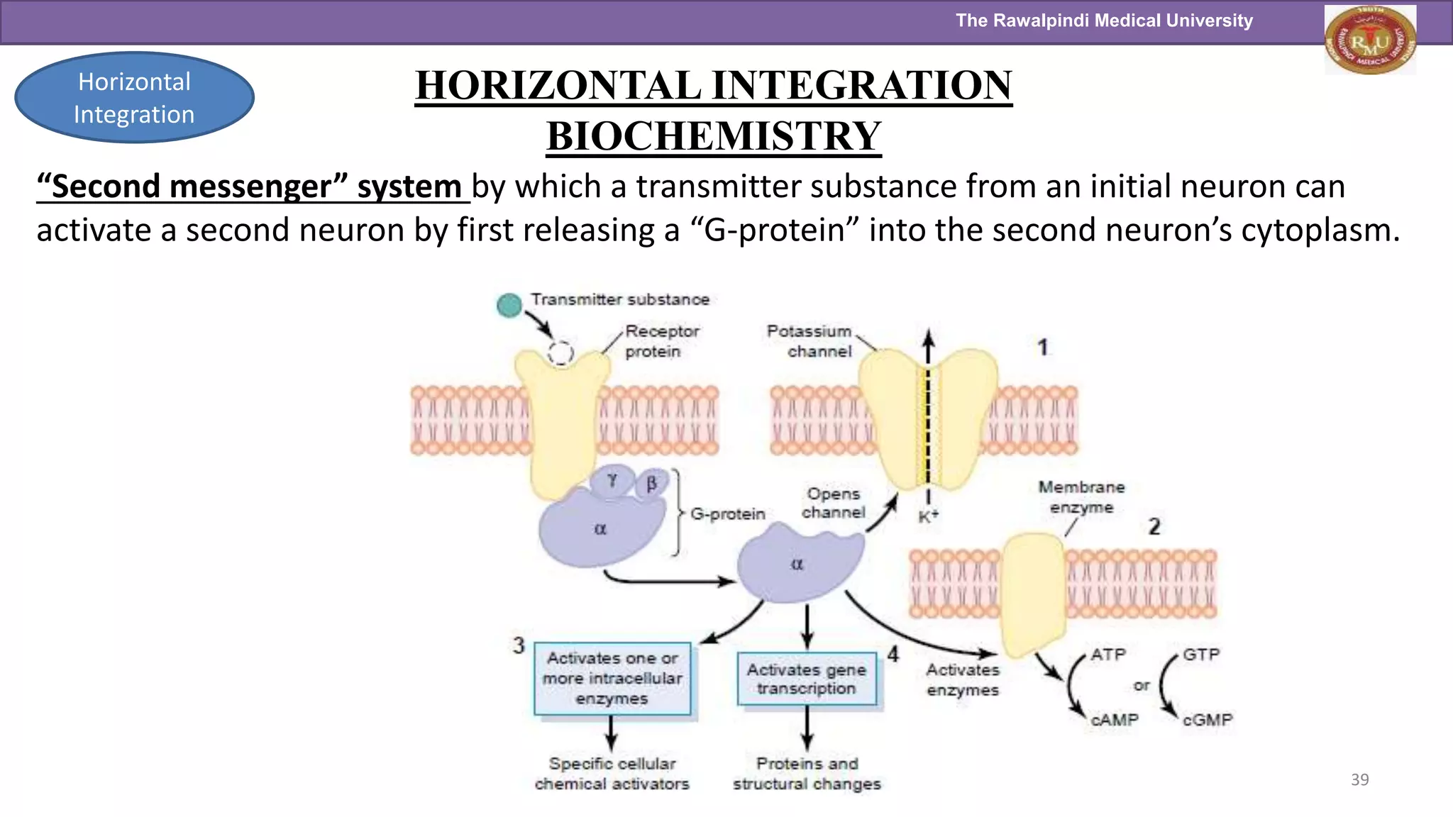 0rganization of nervous system & mechanism of synaptic transmission ...