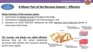 0rganization of nervous system & mechanism of synaptic transmission.pptx