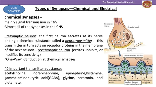 0rganization of nervous system & mechanism of synaptic transmission.pptx | Brain and Nervous ...