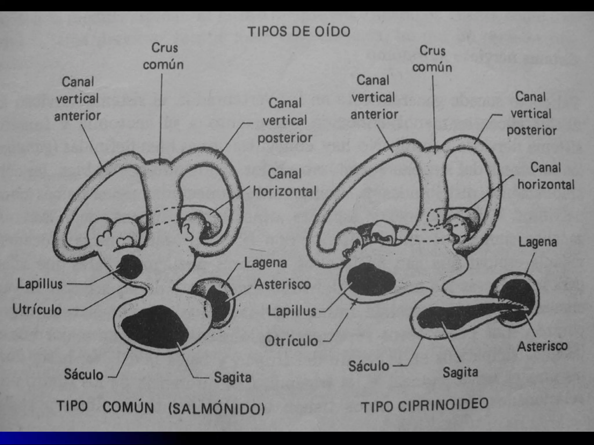 Sistema nervioso y órganos de los sentidos peces (Condrictios y ...