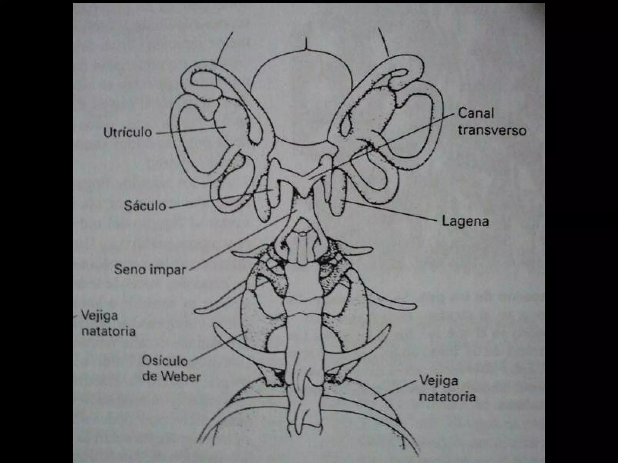 Sistema nervioso y órganos de los sentidos peces (Condrictios y ...