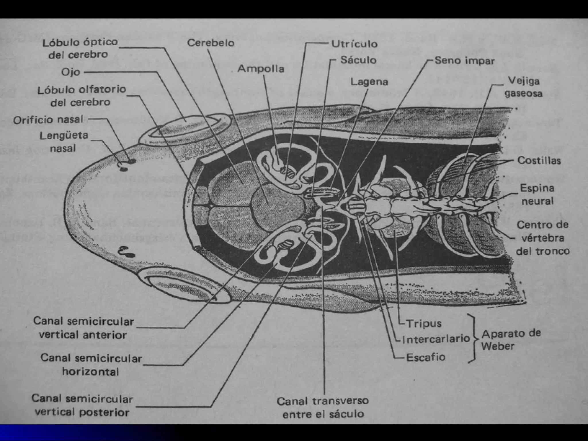 Sistema nervioso y órganos de los sentidos peces (Condrictios y ...