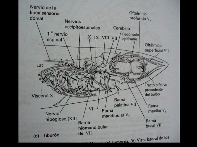 Sistema nervioso y órganos de los sentidos peces (Condrictios y ...