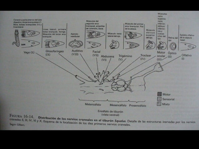 Sistema nervioso y órganos de los sentidos peces (Condrictios y ...