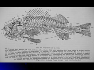 Sistema nervioso y órganos de los sentidos peces (Condrictios y ...