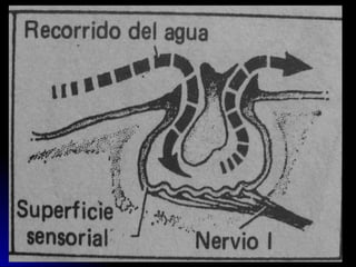 Sistema nervioso y órganos de los sentidos peces (Condrictios y ...