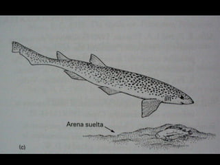 Sistema nervioso y órganos de los sentidos peces (Condrictios y ...