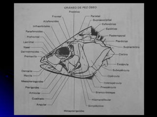 Sistema nervioso y órganos de los sentidos peces (Condrictios y ...