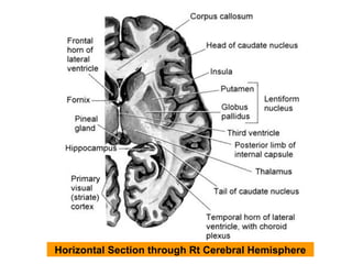 cerebrum sections for revision | PPT