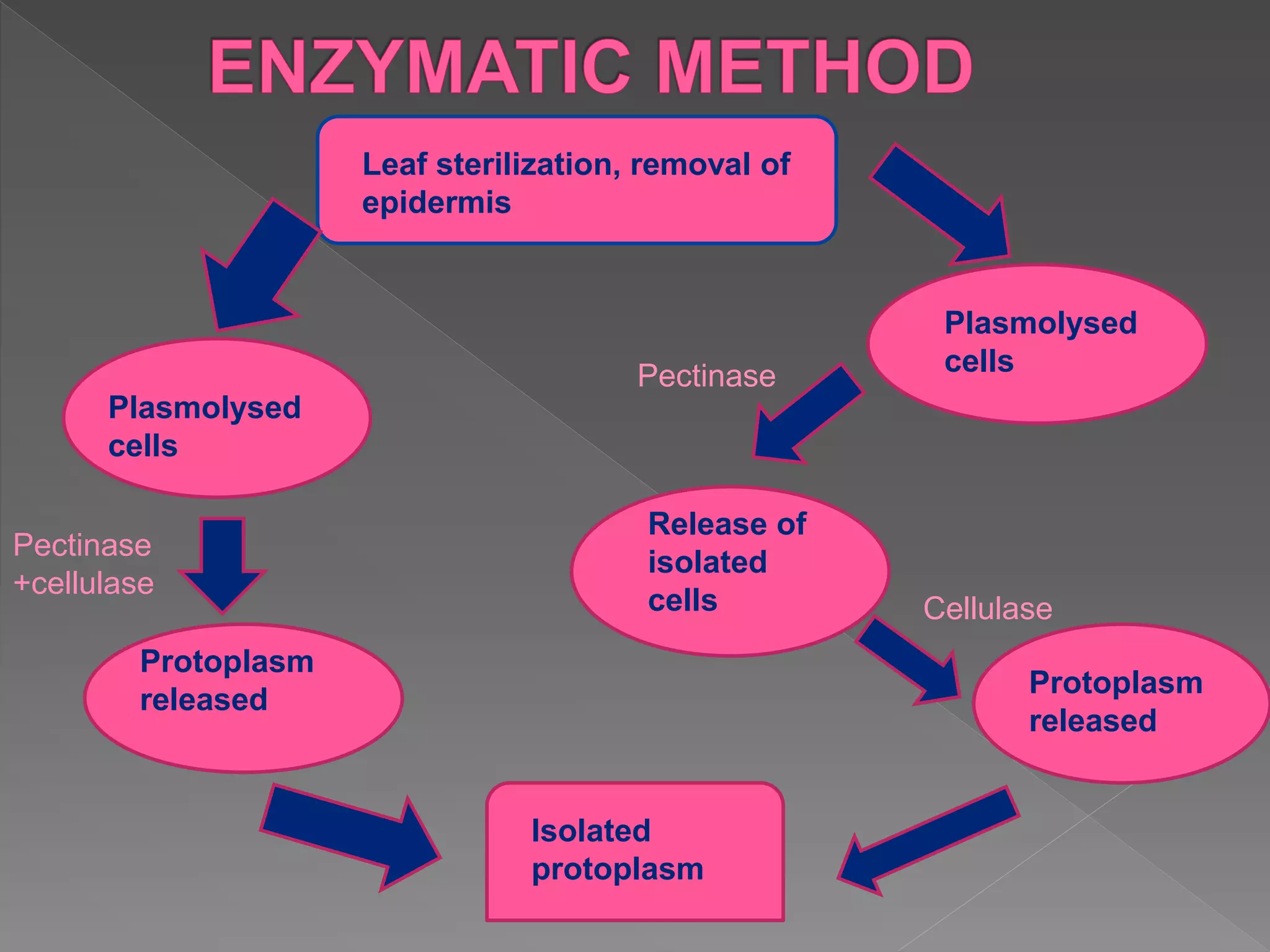 protoplast culture isolation and fusion | PPTX