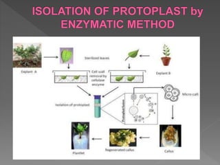 protoplast culture isolation and fusion | PPTX