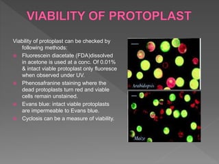 protoplast culture isolation and fusion | PPTX
