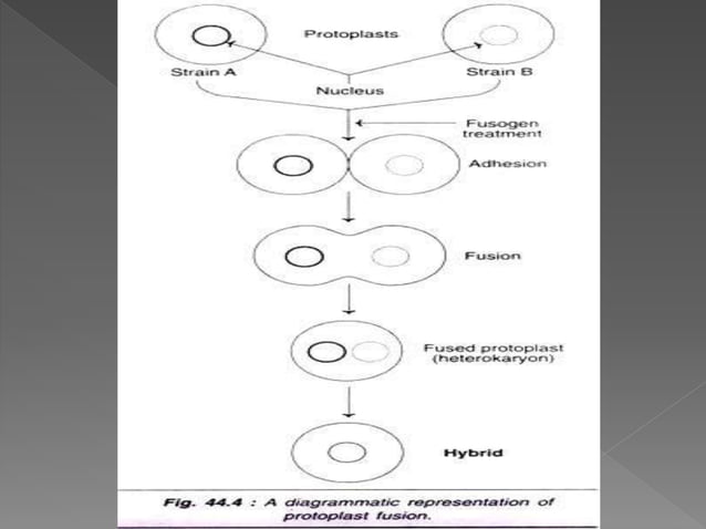 protoplast culture isolation and fusion | PPTX | Biotech and Biomedical ...